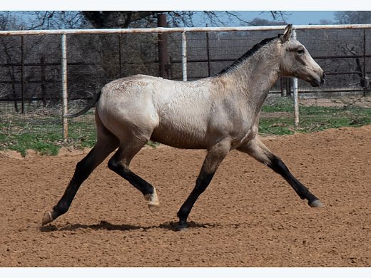 Buckskin Andalusian Colt