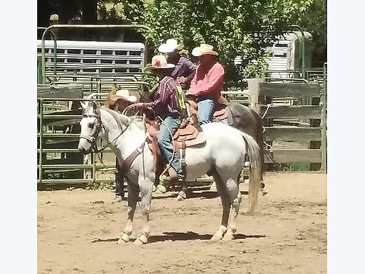 Ranch/Rope Gelding
