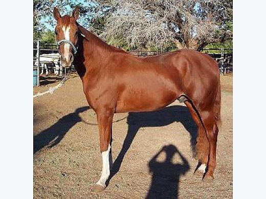 2008 APHA/AQHA Sorrel Stallion