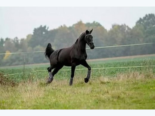 Eye Catching Hanoverian Gelding