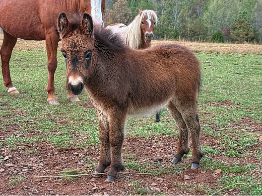 Male Mini Mule
