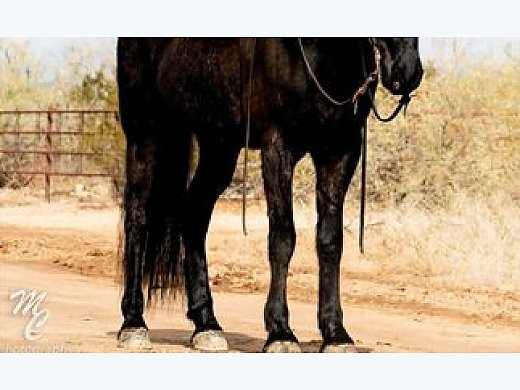 Ranch/Trail Horse, Ropes