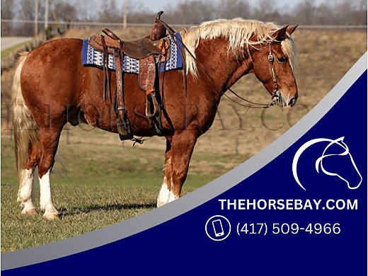 Trail Ranch Quarter Belgian