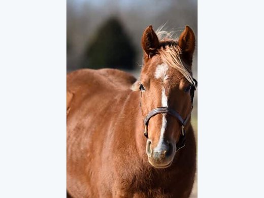 Chula Dual AND Jody Fairfax