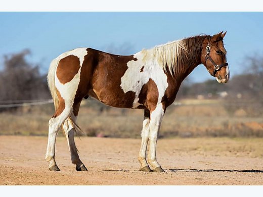 Nice Young Paint Gelding
