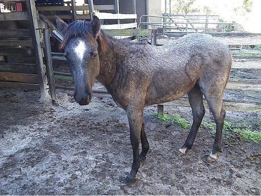 Sold 2019 AQHA Gray Filly
