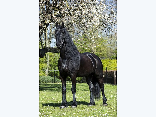 Friesian Gelding