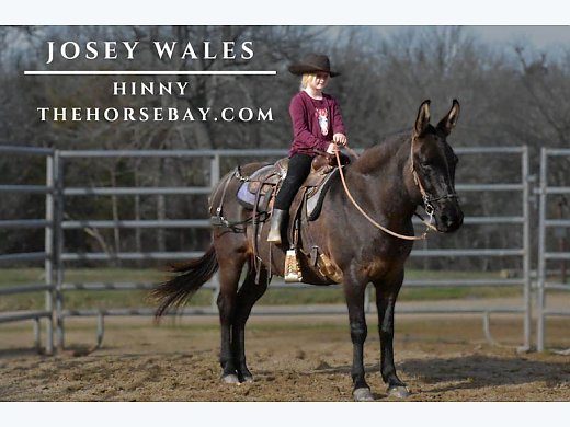 Grulla Hinny Gelding