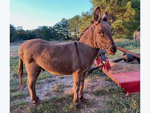 Mini Donkey for Adoption