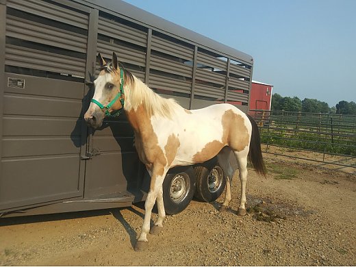 12 Year old Buckskin Paint