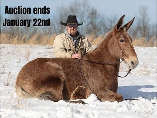 Ranch, Trail, Hunting Mule