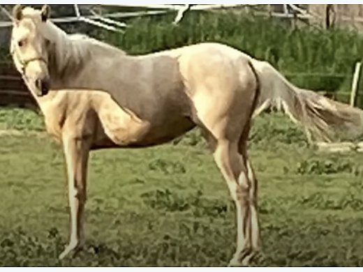 Tennessee Walker