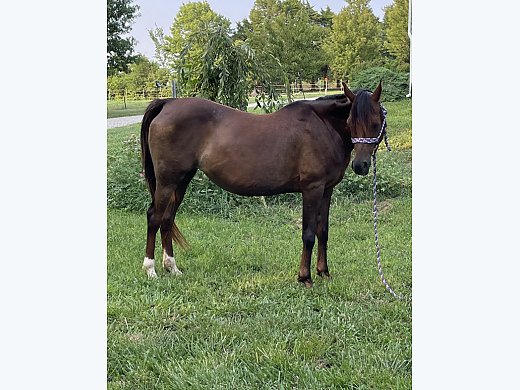 Registered Arabian Mare