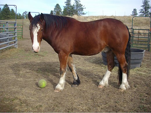 Gypsy Vanner/QH Cross