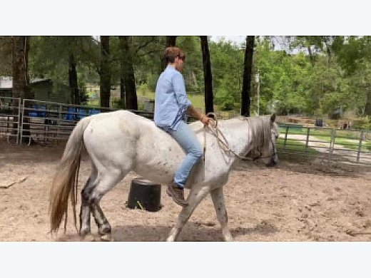 Beautiful Grey Gelding