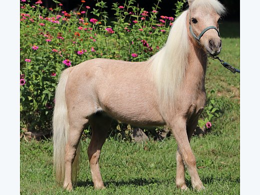 AMHA Miniature Foals Due Oct/Nov