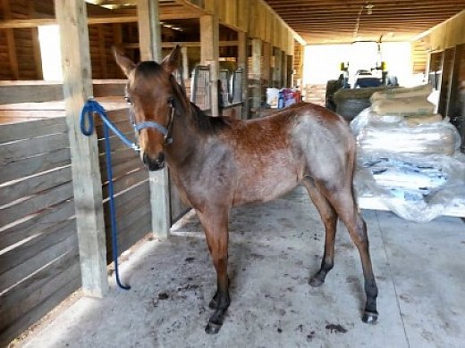 8 Month old Red Roan Colt