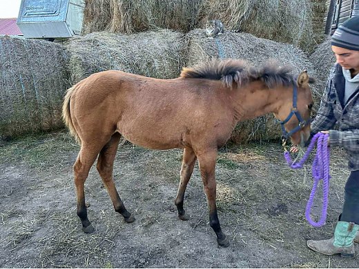Appy/Paint Large Pony Filly