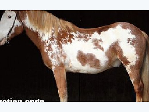 Amazing Overo Draftcross