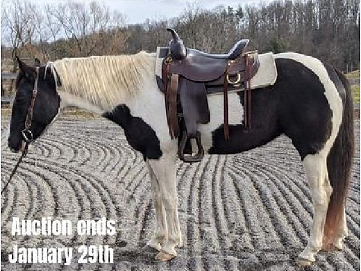 Safe & Fun Paint QH