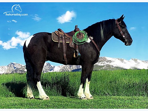 Draft Cross Trail Ranch Gelding