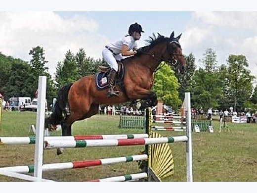 Talented Gelding By Quick Star