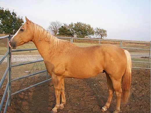 Beautiful Golden Palomino Work Or Play