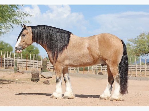 Buckskin Gypsy Vanner