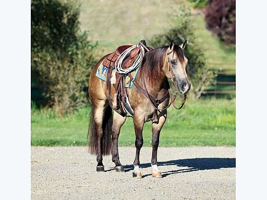 Dappled Buckskin Quarter Horse