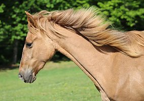 Red Dun Mare In Foal To HZ Roan