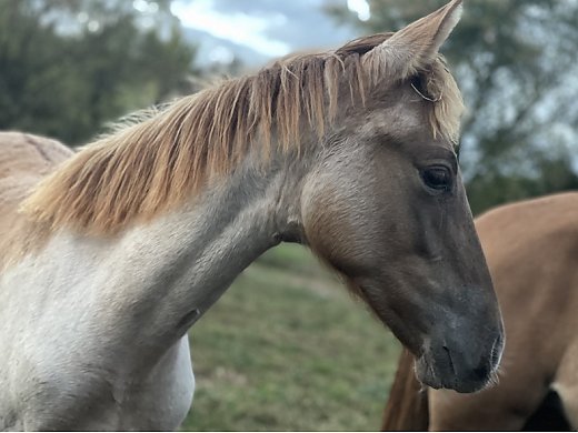 Red Dun Roan 1/1 In the Registry