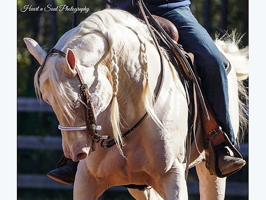 At Stud Cremello Stallion
