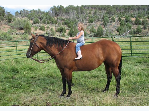 Great Beginners Horse