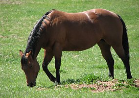 Great Beginners Horse