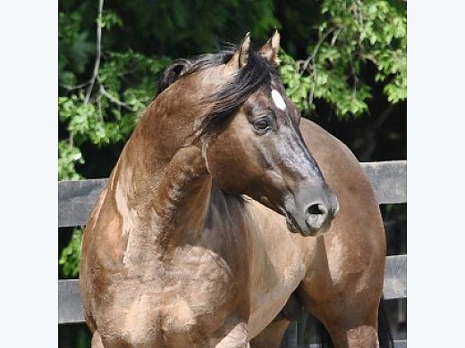 Rawhides Slvr Bullet