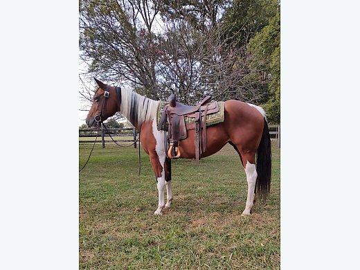Registered Paint Mare