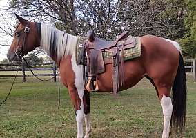 Registered Paint Mare