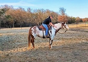 Sorrel Frame Overo Mare