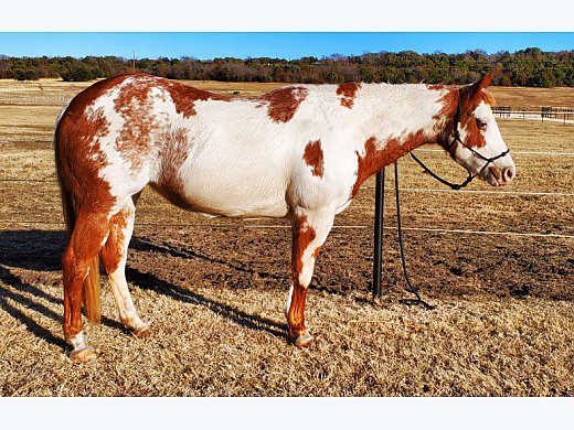 Sorrel Frame Overo Mare