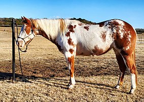 Sorrel Frame Overo Mare