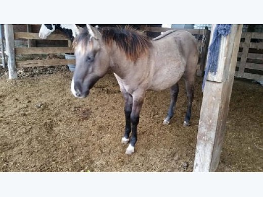 AQHA Grulla Colt