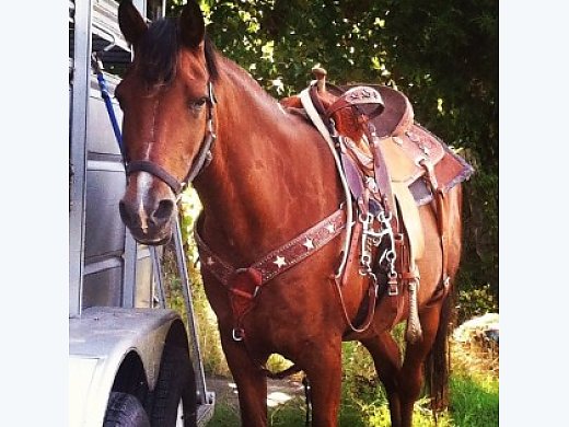 All Around Barrel Horse!!