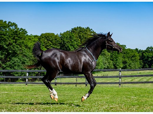 Straight Egyptian Arabian Mare