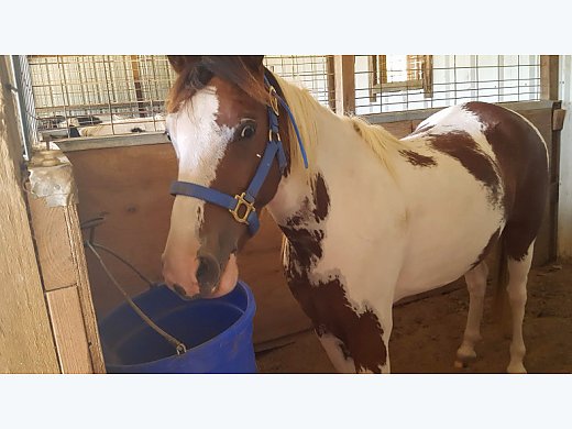 Gaited Paint Gelding