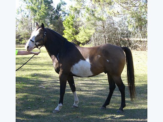 $ Reduced Stocky APHA Gelding