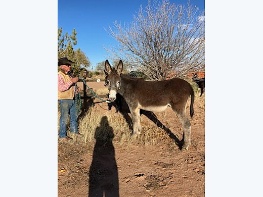 Mammoth Donkey