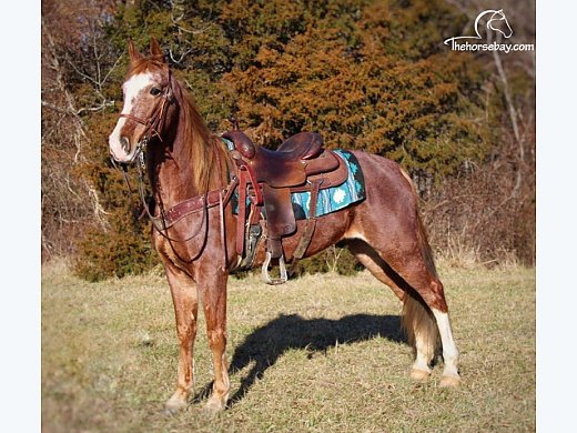 Gaited Trail Tennessee Walker