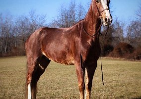 Gaited Trail Tennessee Walker