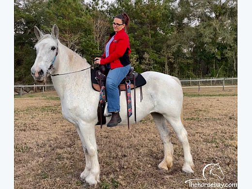 Percheron Trail Kid Safe Mare