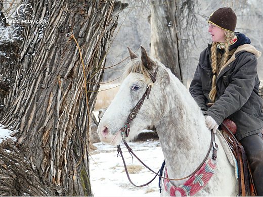 Walkaloosa Gaited Trail Gelding